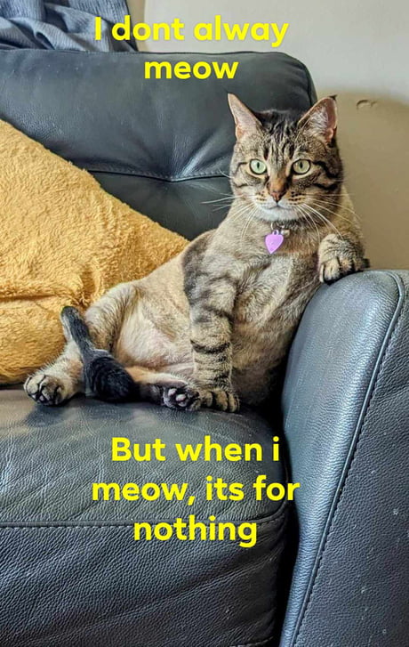 Best Funny meow meow Memes - 9GAG