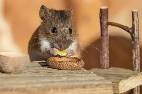 Best Funny mice Memes - 9GAG