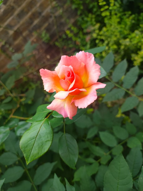 Best Funny flower Memes - 9GAG