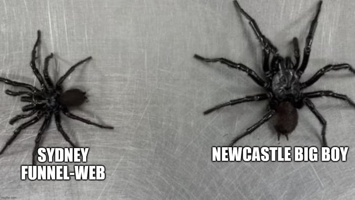 New Spider found in Australia that is just a bigger version of the ...