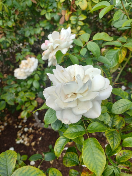 Best Funny rose Memes - 9GAG