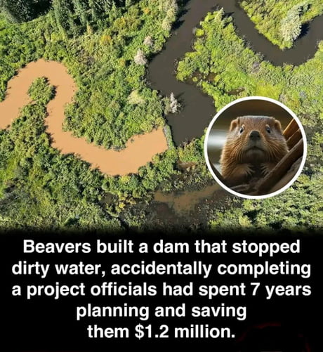 Best Funny beaver Memes - 9GAG