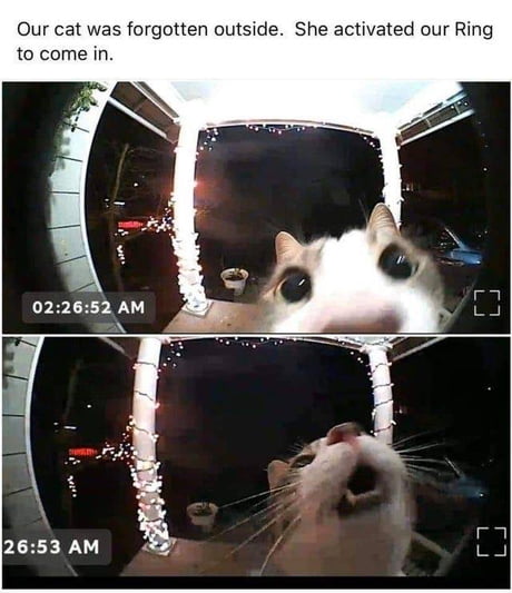 Best Funny meow Memes - 9GAG
