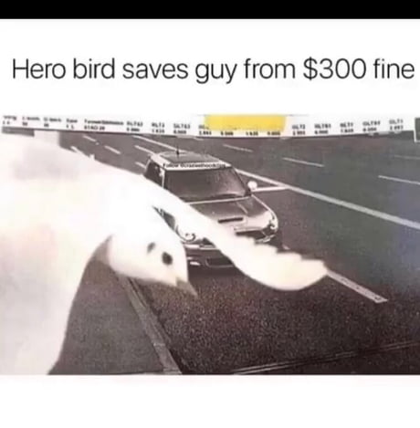 Memes About Speeding