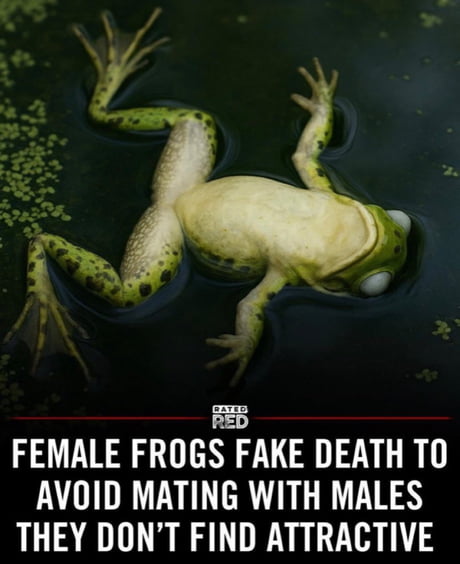 Animal Mating Memes