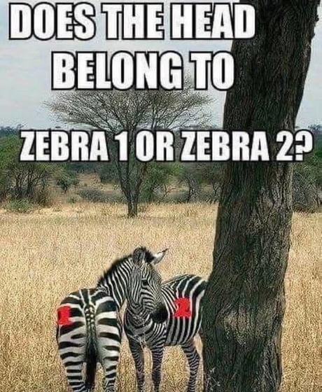 Best Funny zebra Memes - 9GAG