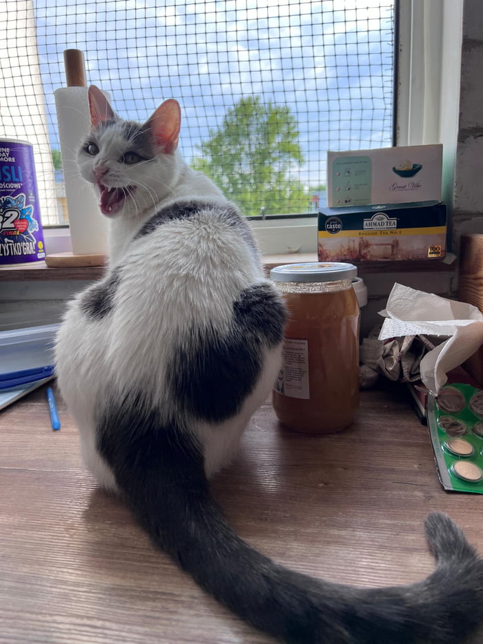 Do not the cat - 9GAG