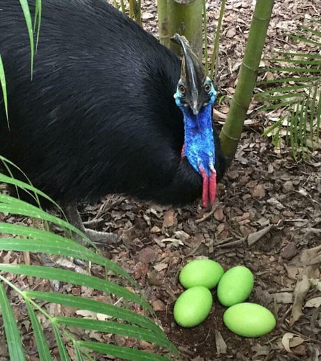 Best Funny cassowary Memes - 9GAG