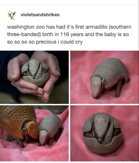 Best Funny armadillo Memes - 9GAG