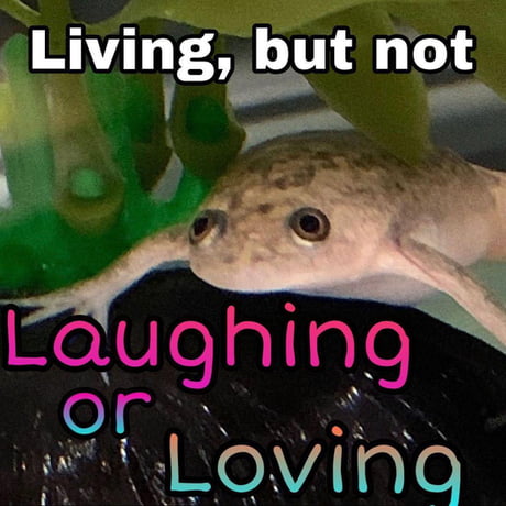 Best Funny tadpole Memes - 9GAG