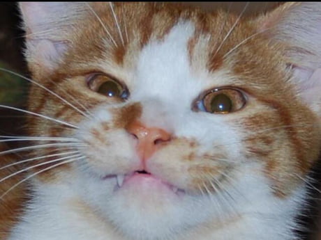 Best Funny fang Memes - 9GAG