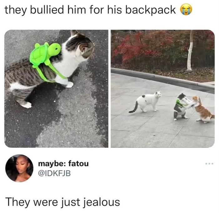 Fashion envy in the feline world. - 9GAG