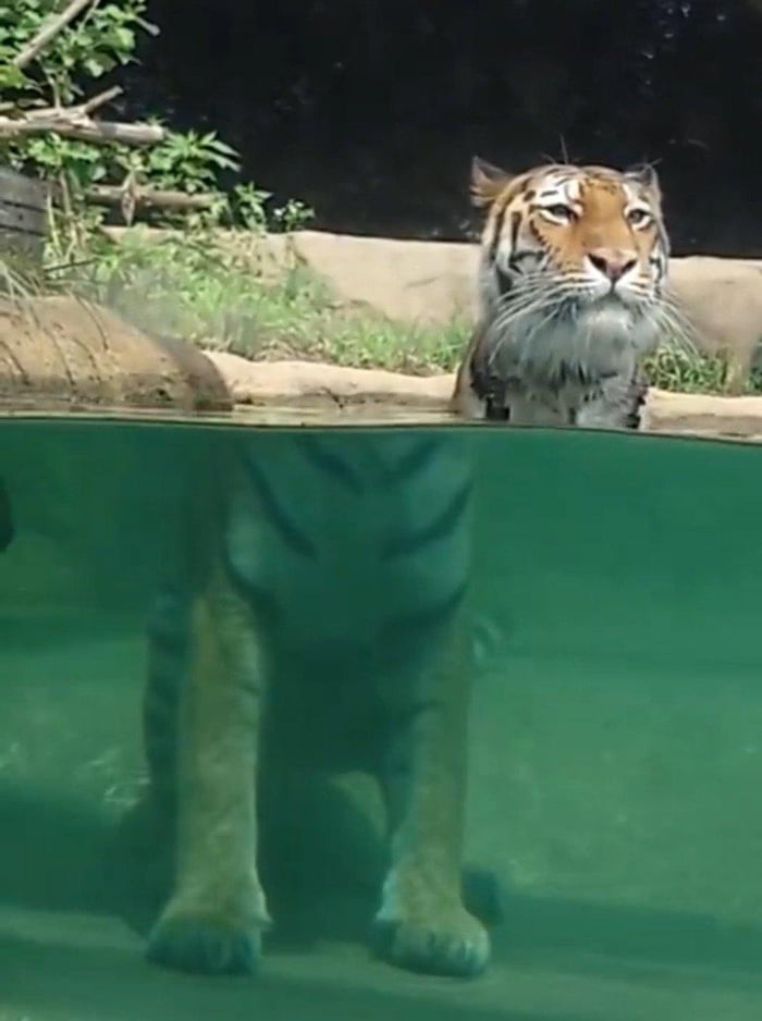 This tiger looks like it just heard the most shocking gossip. The underwater view is epic. - 9GAG