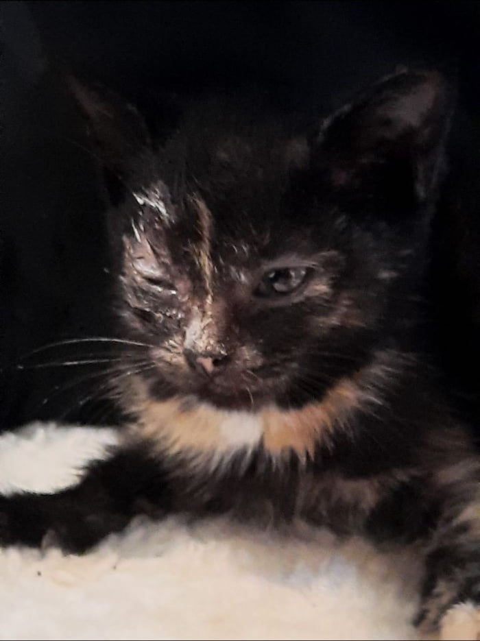 I saved this little lady from certain death. Healthy picture in ...