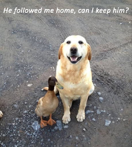 Best Funny duck Memes - 9GAG