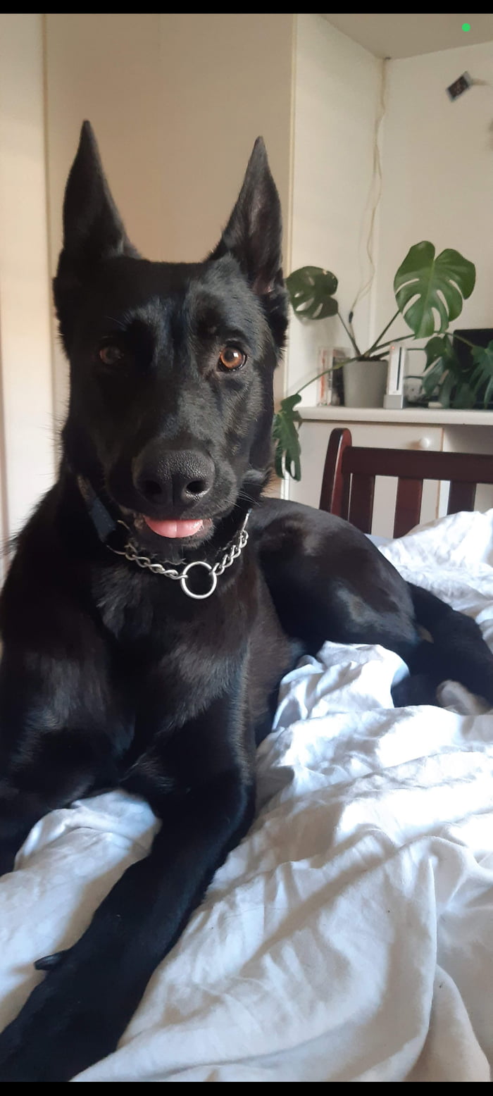 Upvote blep doggo for good luck - 9GAG