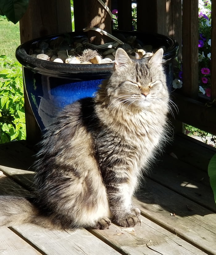 This is Lord Gizmo Longjohnson, of Wildernesse. - 9GAG