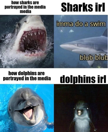 Best Funny dolphin Memes - 9GAG