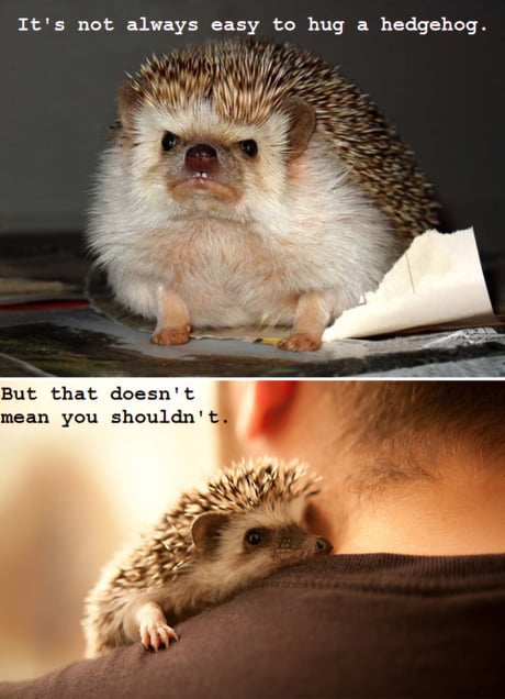 Best Funny hedgehog Memes - 9GAG