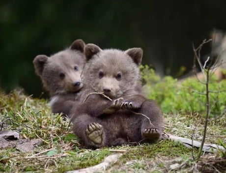 Best Funny bear Memes - 9GAG