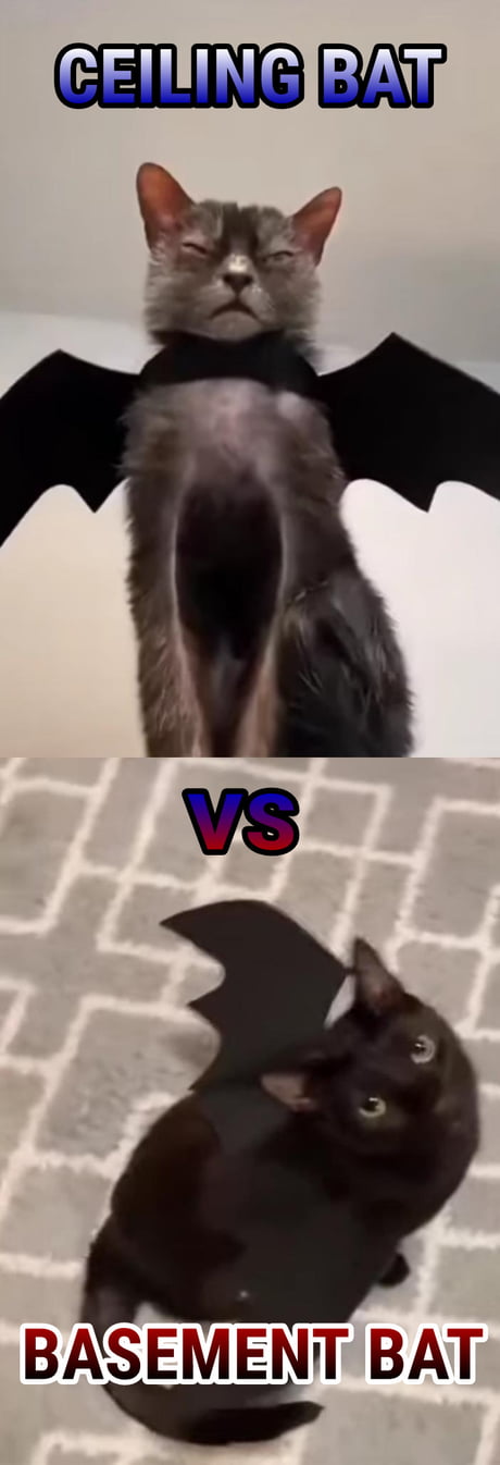 25 Best Bat Jokes Memes Bats Jokes Memes That Memes