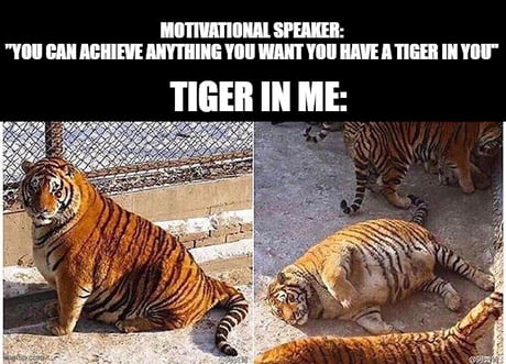 Best Funny tiger Memes - 9GAG