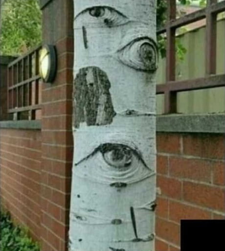 Best Funny tree Memes - 9GAG