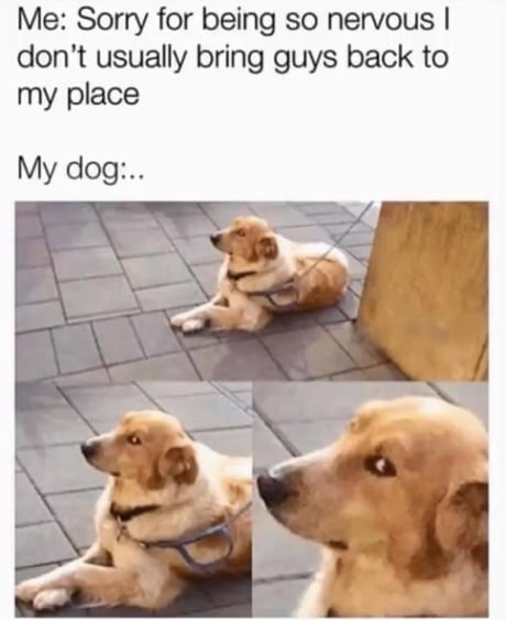 Seriously Dog Meme