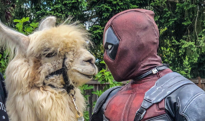 ‘Caesar The No Drama Llama’ Offers Hugs And Keeps People Calm At ...