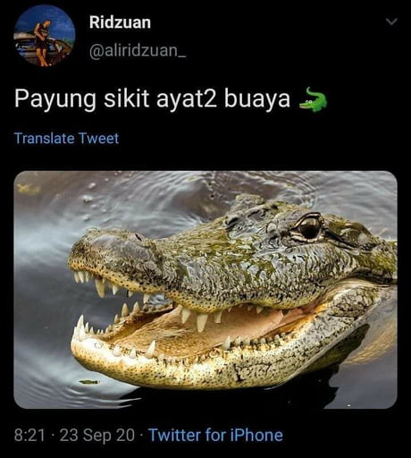 Memes Buaya Mocong Putih