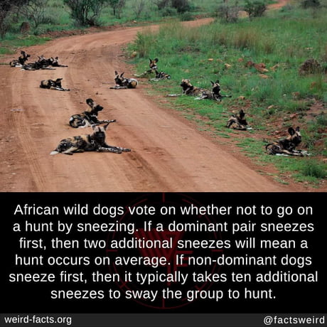 Not only it’s safe, but also it’s great. - 9GAG