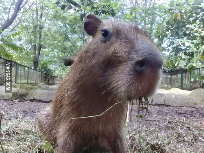I had an internship at the local zoo and meet this super chill capybara - 9GAG