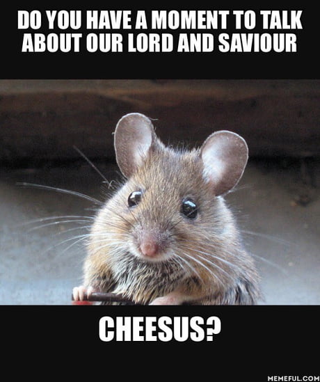 Mouse Cheesus Memes 21 Marvelous Mouse Memes For Pawrents Who Enjoy