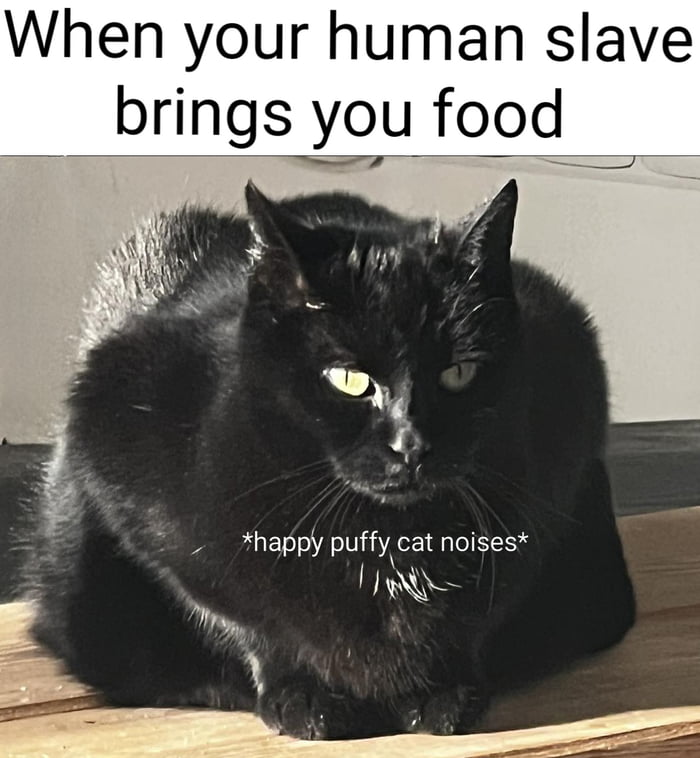 Puffy cat - 9GAG