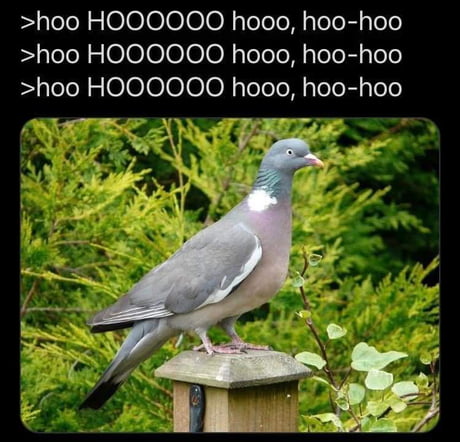 Owl Meme Retard Great Tit Wikipedia