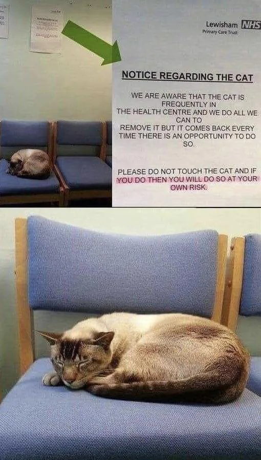 The original "do not the cat" - 9GAG