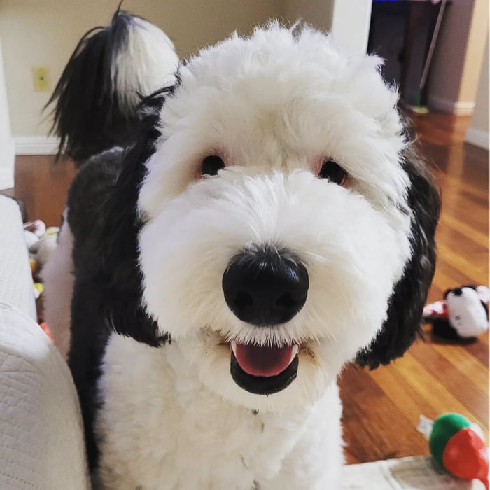 Meet Bayley, Snoopy's Real-Life Doppelgänger - 9GAG
