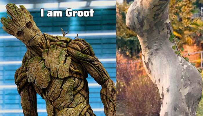 I am Groot - 9GAG
