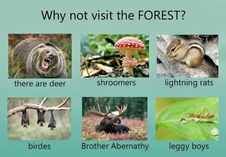 Best Funny forest Memes - 9GAG