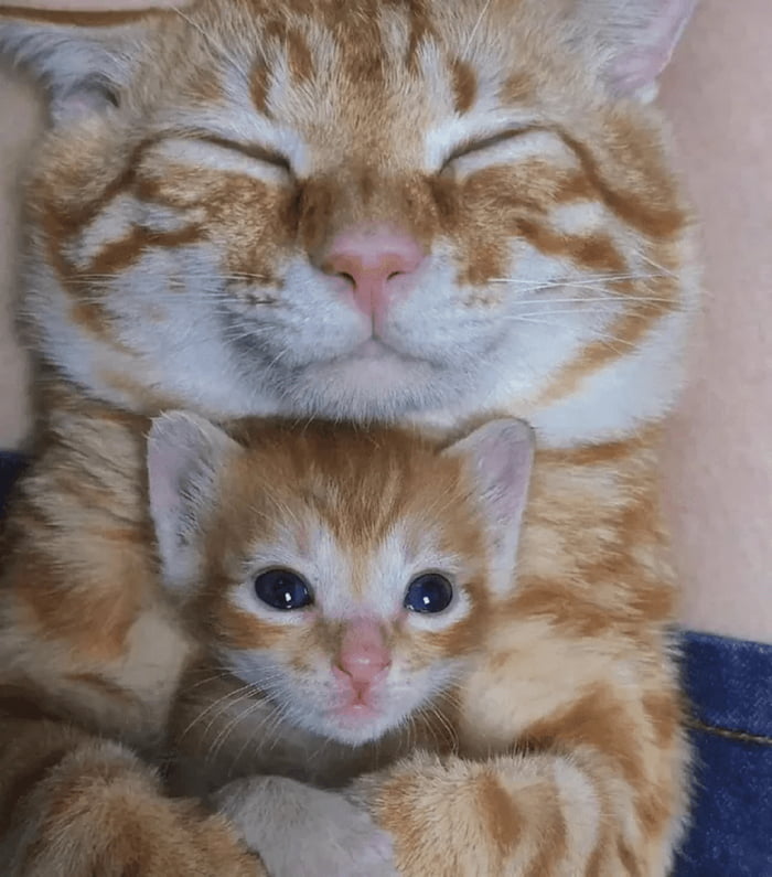 A proud cat mom - 9GAG