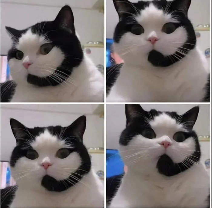 The call center cat - 9GAG