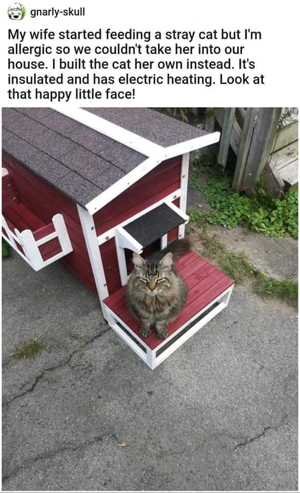 Happy kitty 😺 - 9GAG