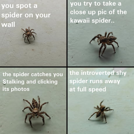 Awkward Spider Memes