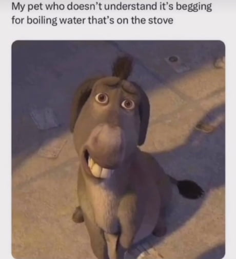 Best Funny begging Memes - 9GAG