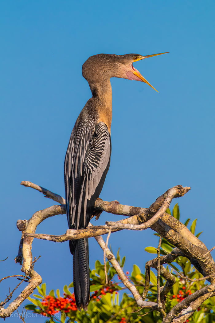 This bird's neck formed a perfect 90-degree angle - 9GAG