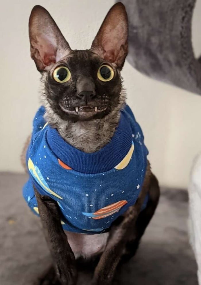 Meet Pixel, A Cornish Rex That Has A Goofy Smile - 9GAG