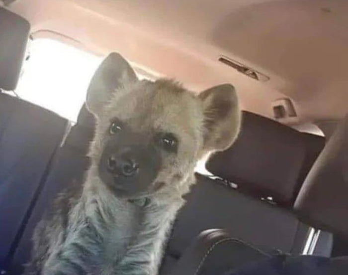 Bought a New Puppy Ugly AF. But He laughs at all My Jokes.. - 9GAG