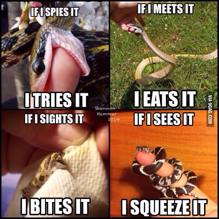 Snek rules - 9GAG