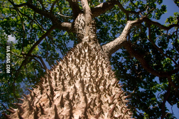 The "Monkey No-Climb" Tree - 9GAG