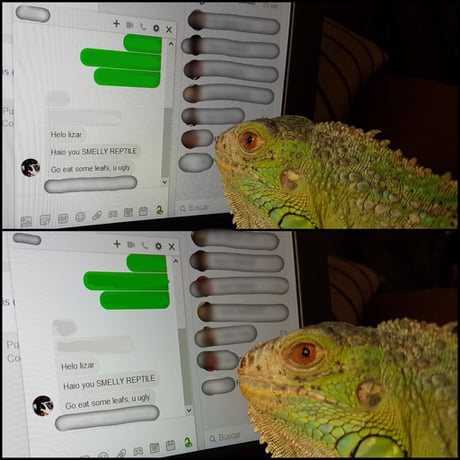 Lizard Stinky Meme In South Africa, These Little Lizards Are